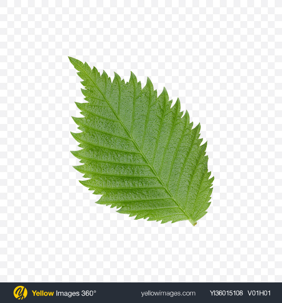Tree Leaves Texture Png